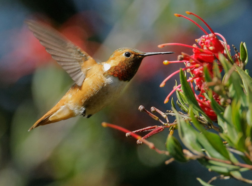 AllensHummingbirdp