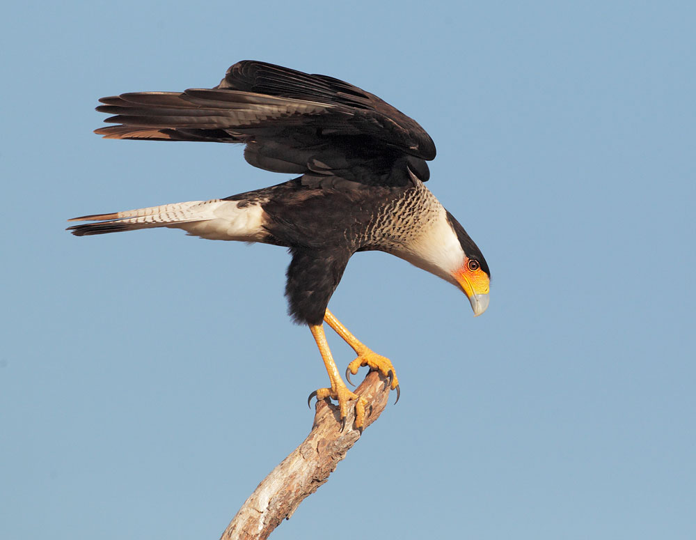 CrestedCaracarap