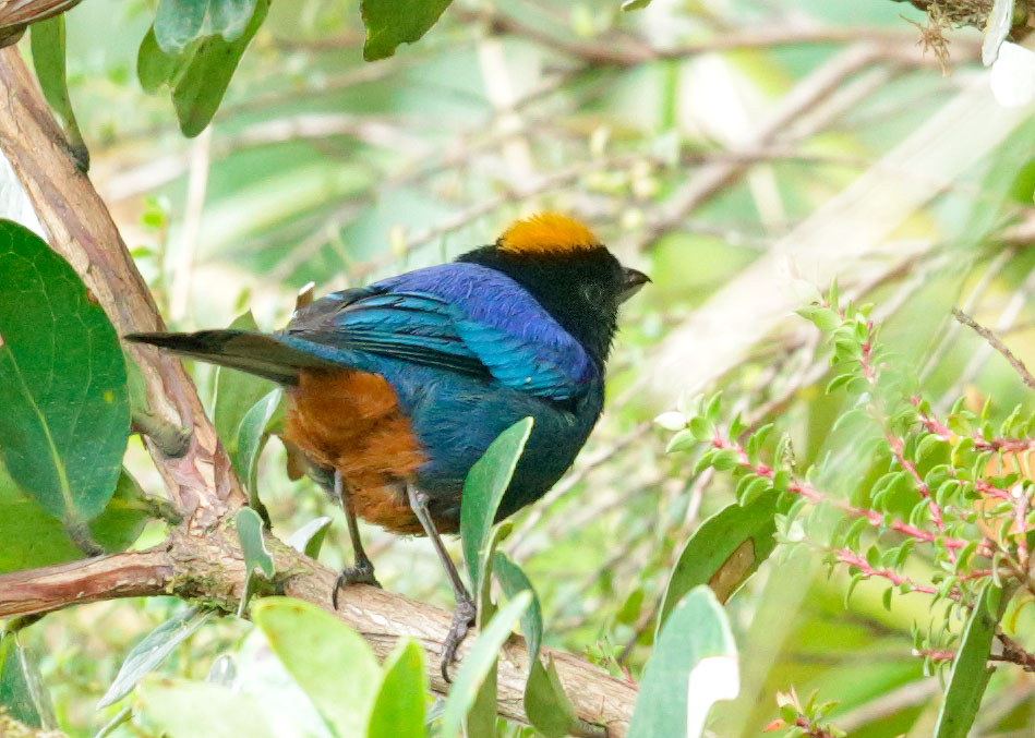 GoldencrownedTanagerp
